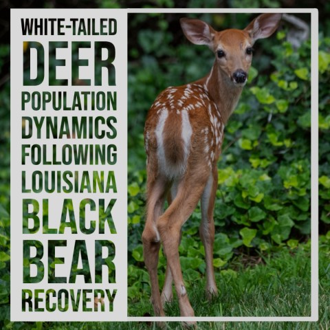 White-Tailed Deer Population Dynamics Following Louisiana Black Bear ...